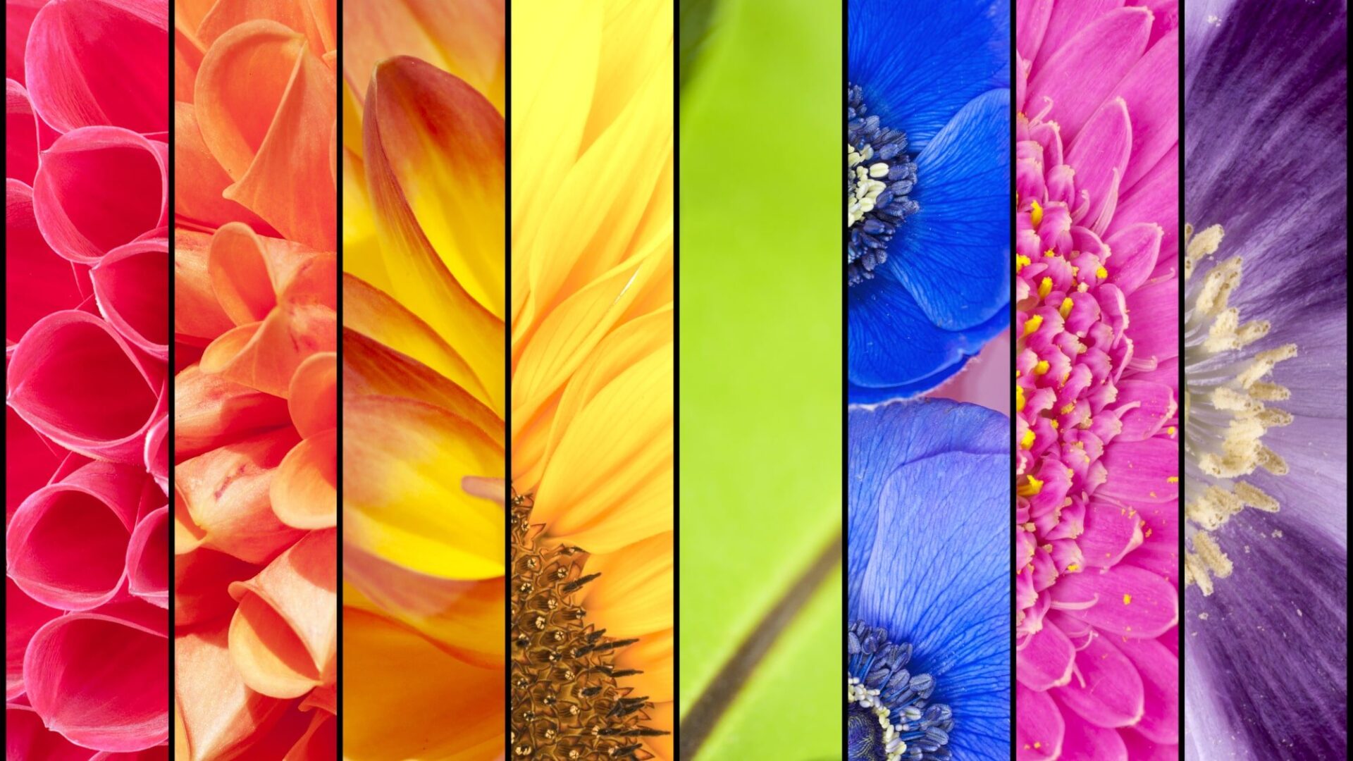 Multicolr Search Lab : la recherche d'image par couleur