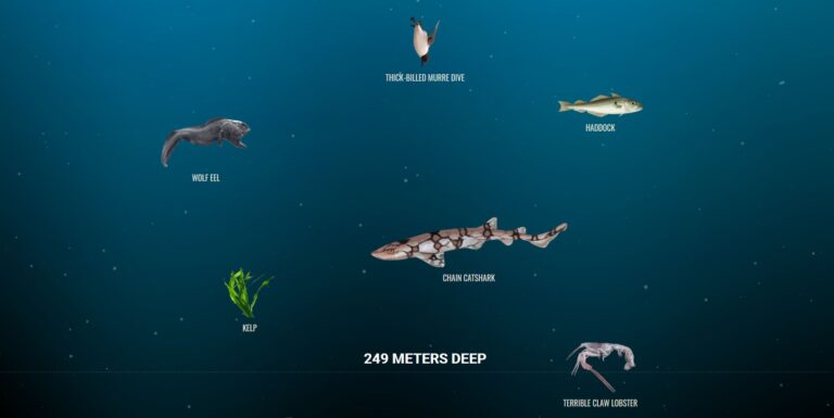 The Deep Sea : un site web interactif pour explorer les profondeurs de ...