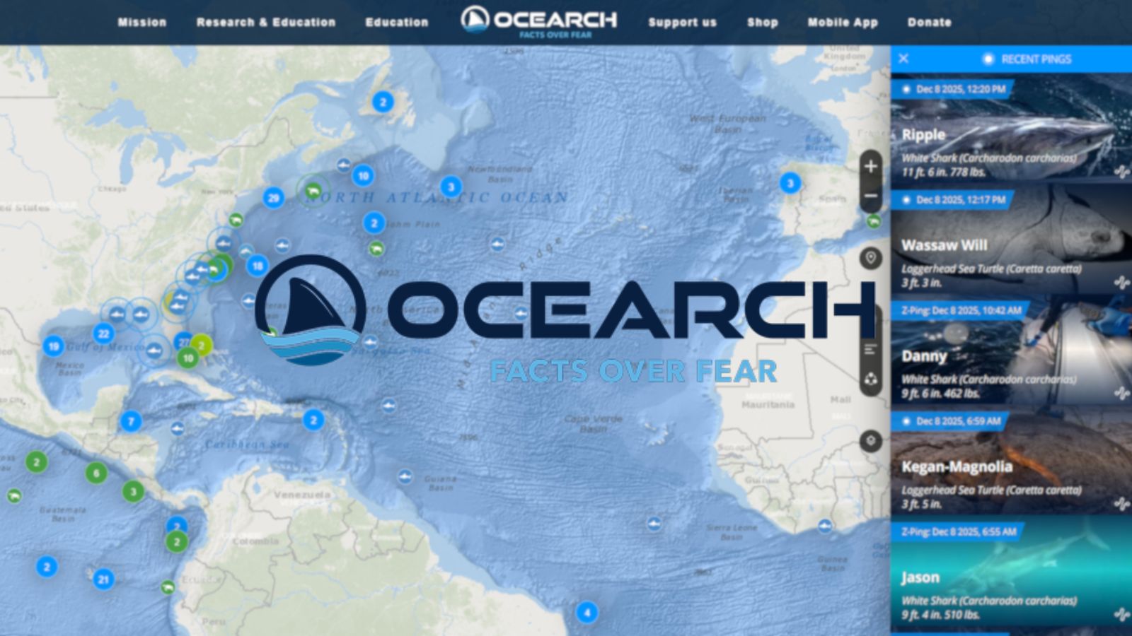 OCEARCH : suivez en temps réel des animaux marins